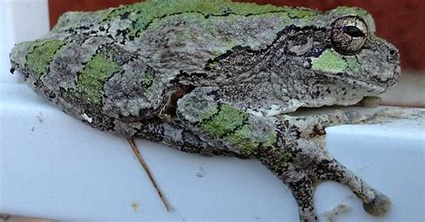 Tree Frog Imgur