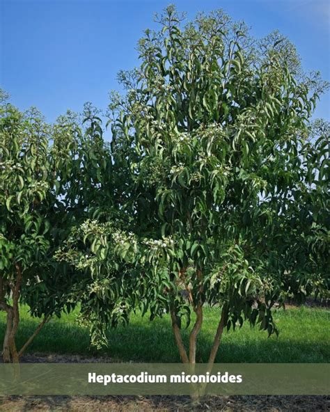 Multi Stemmed Trees Smits Tree Nursery
