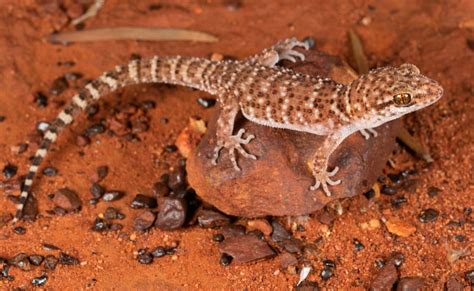 These Lizards Gave Up On Sex And Cloned Themselves Instead