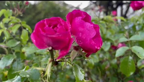 Fiachra Ó Céilleachair On Linkedin Following From The Recent Local