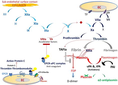 Frontiers COVID 19 Associated Hyper Fibrinolysis Mechanism And