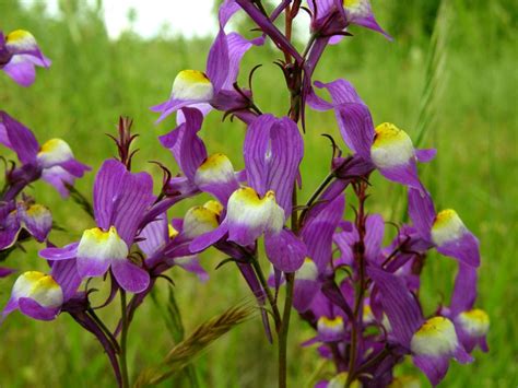 Linaria Maroccana