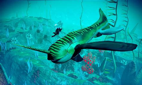 The Largest Aquatic Predatory Creature Ive Come Across Only Attacks