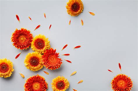 회색 배경에 꽃잎과 아름다운 노란색과 오렌지 거베라 꽃의 창조적 인 자연 구성 가을 컨셉입니다 플랫 레이 인사말 카드 거베라
