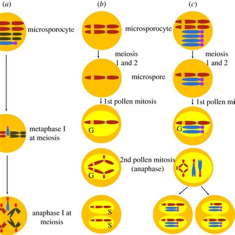 The Maize B Chromosome A Mitotic Metaphase Spread Of A Line With Download Scientific Diagram