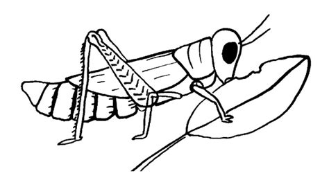 Grasshopper Schoolyard Roots