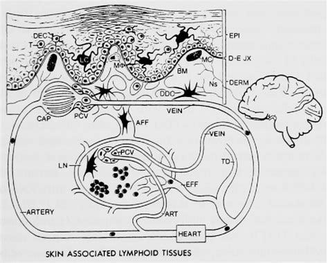 Figure 1 From A New Concept Of Skin Associated Lymphoid Tissue Salt