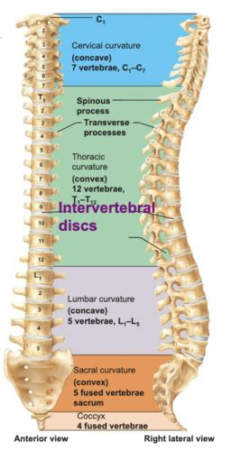 Anatomy And Physiology Exam 2 Flashcards Quizlet