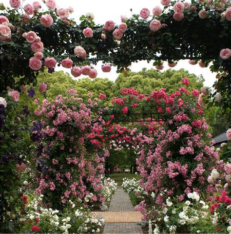 打造浪漫花園的必備神器——藤本歐月 每日頭條