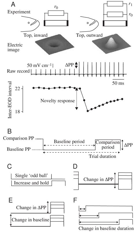 Experimental Paradigm A The Schematic Diagrams Illustrate The