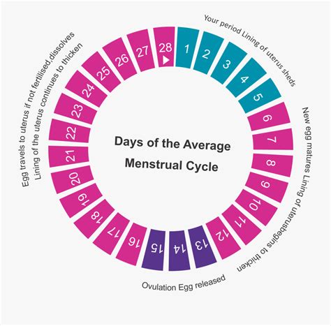 Clip Art Ovulating Chart Accurate Ovulation Calculator Free