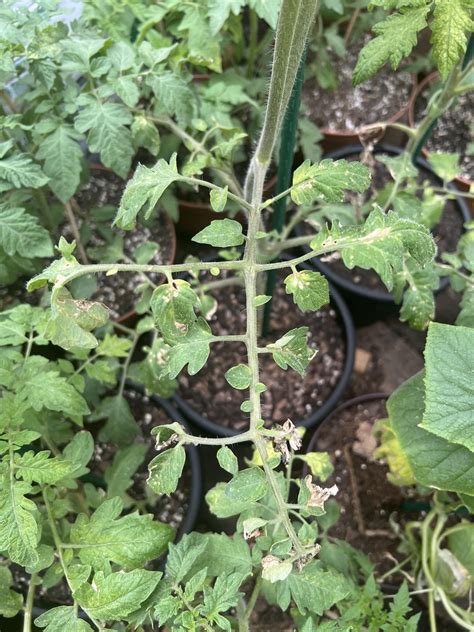 Discoloration On Tomato Plants Rvegetablegardening