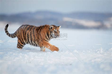 在深雪中行走在模糊的山丘上高清图片下载 正版图片503010365 摄图网