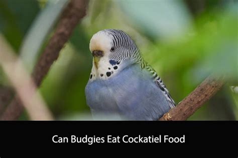 Can Budgies Eat Cockatiel Food A Comprehensive Guide