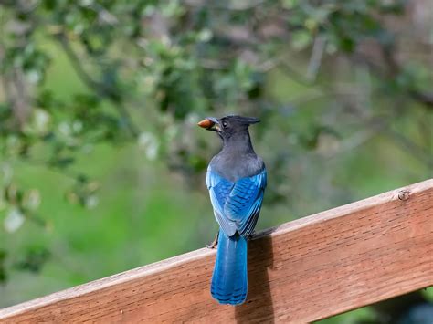 Female Stellers Jays Male Vs Female Identification Guide Birdfact