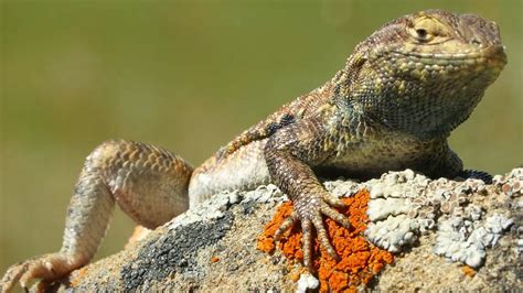 How Multicoloured Side Blotched Lizards Put Game Theory Into