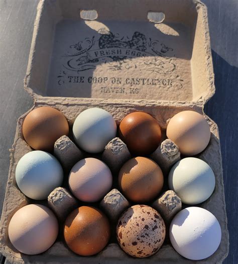 Which Chickens Lay Colored Eggs A Garden Diary