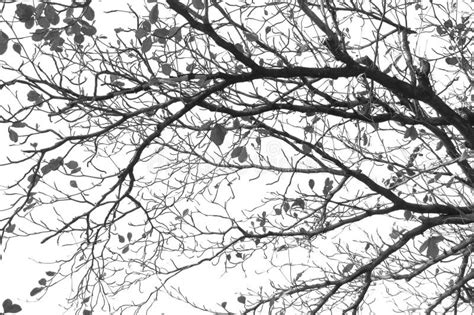 Silhouette Tree Branch Isolated With White Background And With Clipping Path Stock Image Image