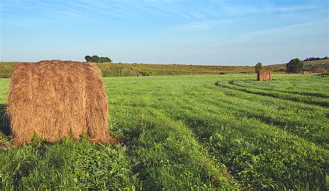해돋이에 짚으로 Bales Haystackbeautiful 볼 수 있습니다 녹색 풀밭입니다 수확 후 필드입니다 신선한 녹색