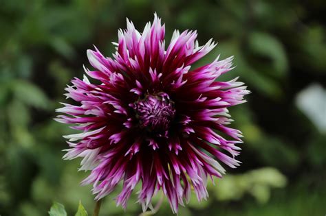 배경 화면 여름 꽃 자연 정원 예테보리 스웨덴 고덴 부르크 Sverige Blommor 식물원