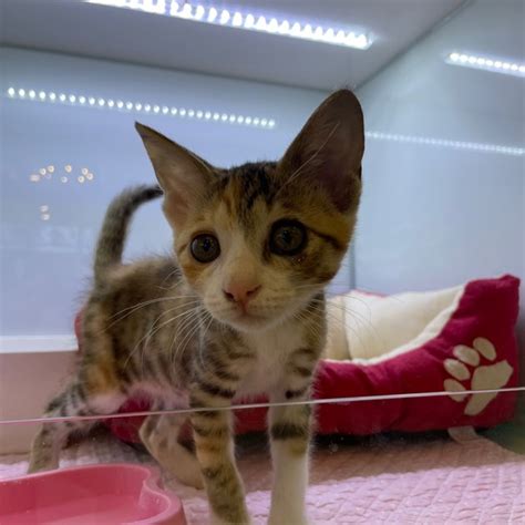 대구고양이무료분양 만촌동고양이무료분양 대구코리안숏헤어무료분양 만촌동코리안숏헤어무료분양 대구 2021 0328 코리안숏헤어 초롱이 책임분양 강아지무료분양 고양이무료분양