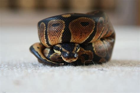 Cute Ball Python Beautiful Pet Snake