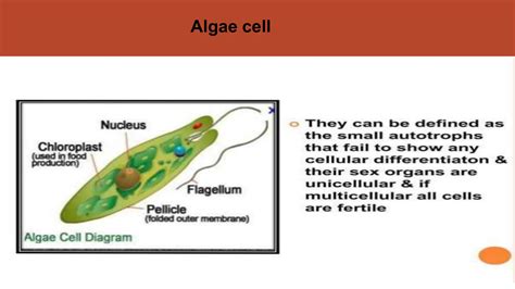 Algae Biology Taxonomy And Application Important Ppt