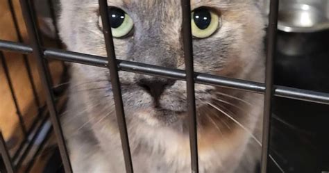 Lost Cat Diluted Muted Tortoiseshell Cat In Cameron Note Needs Meds