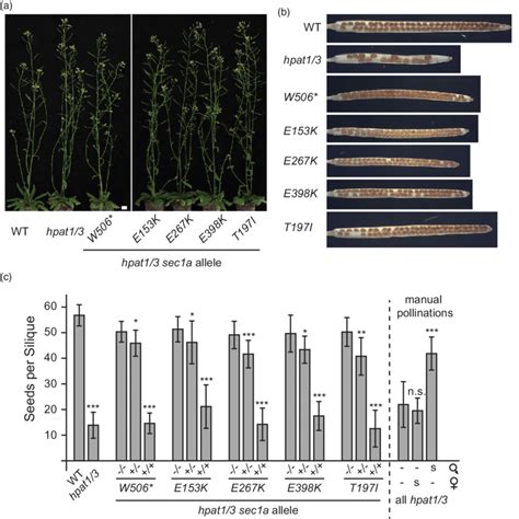 mutations in sec1a increase seed set in the hpat1 3 background a