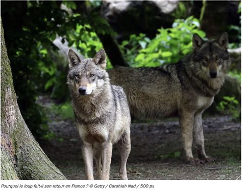 Loup Pourquoi Fait Il Son Retour En France Faune Sauvage