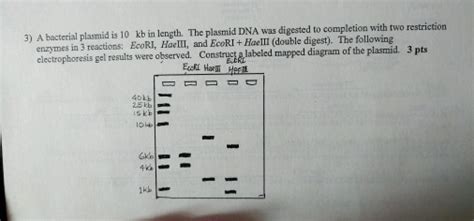 Solved A Bacterial Plasmid Is 10 Kb In Length The Plasmid