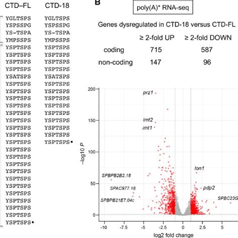 rna seq profiling of fission yeast cells with 18 versus 29 rpb1 ctd