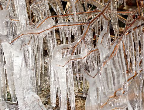 Ice Covered Tree Branches Stock Photo Image Of Texture 82266332