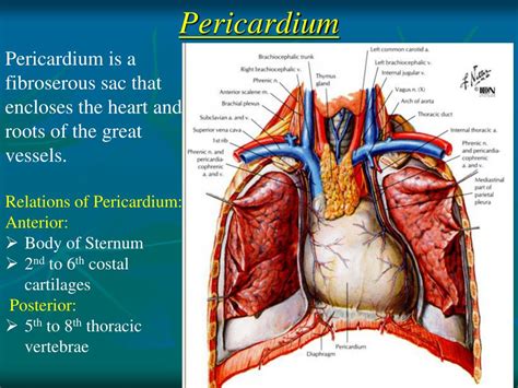 Pericardium Structure Function Getbodysmart