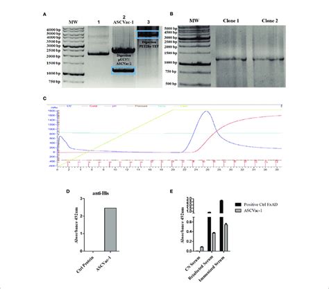 Cloning Expression Purification And Antigenicity Assay Of Download Scientific Diagram