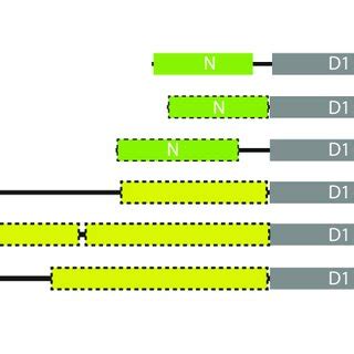 Domain Organization Of Human NSF And Different Viral And Bacterial Download Scientific Diagram