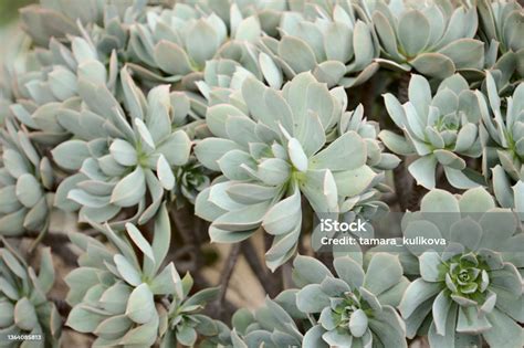 그란 카나리아의 식물 아에오늄 Percarneum 섬에 즙이 많은 식물 풍토병 0명에 대한 스톡 사진 및 기타 이미지 0명
