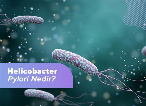 Helicobacter Pylori Nedir Op Dr Mücteba Gündüz