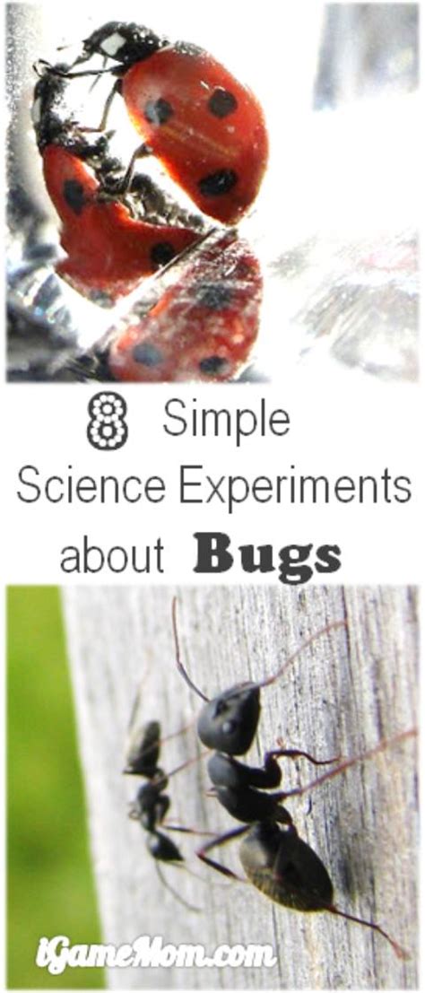 Simple Science Experiments With Bugs IGameMom