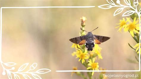 Fruczak Gołąbek Polski Koliber Twojwlasnyogrodpl