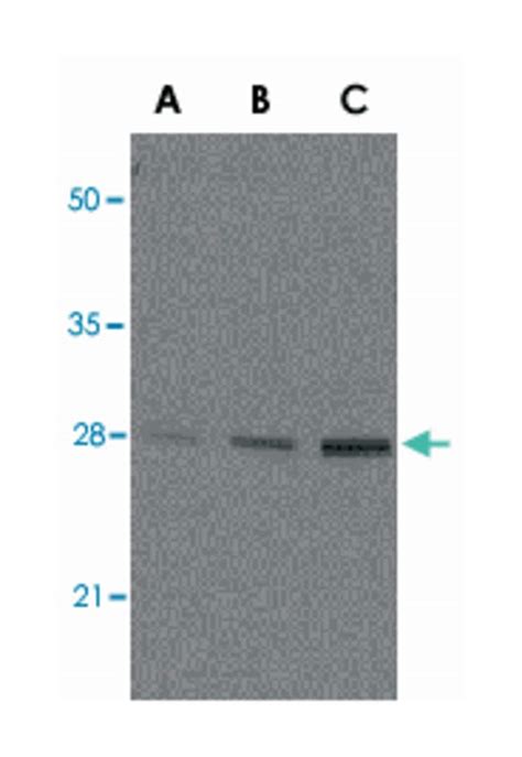 ANTI-ARL6IP1 ANTIBODY 100UG