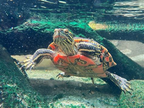 Meet Alberta S Turtle Royal Alberta Museum