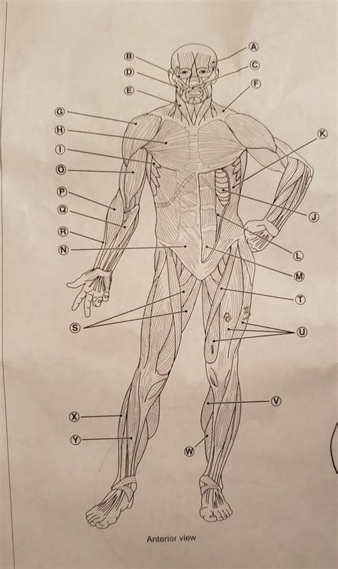 Bio Muscular System Diagram Quizlet