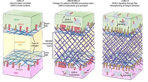 Figures And Data In Reciprocal Discoidin Domain Receptor Signaling Strengthens Integrin Adhesion