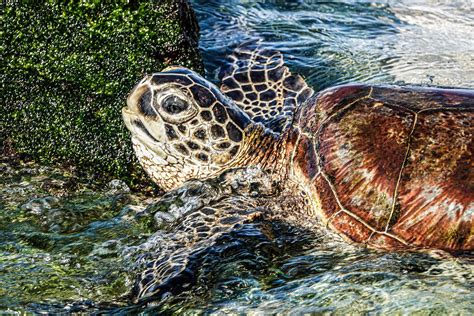 Hawaii Robert Anderson Photography