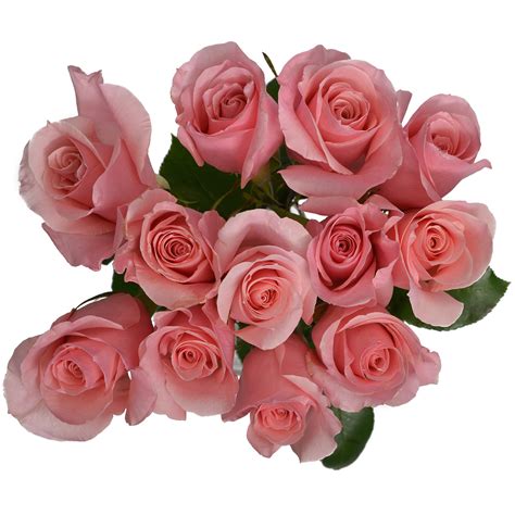 Rose High And Bonita Stems Ship Cut Flowers