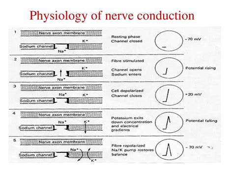 Local Anesthetic Block Nerve Conduction By At Susan Jaimes Blog