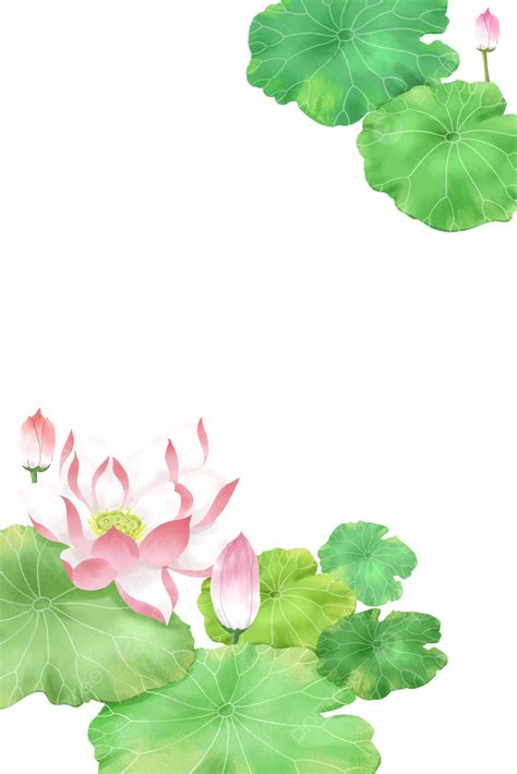 연잎 일러스트 로터스 연잎 식물 Png 일러스트 및 Psd 이미지 무료 다운로드 Pngtree