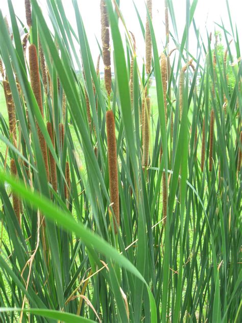 Maryland Biodiversity Project Narrow Leaved Cattail Typha Angustifolia