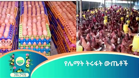 የሌማት ትሩፋት ውጤቶች Youtube